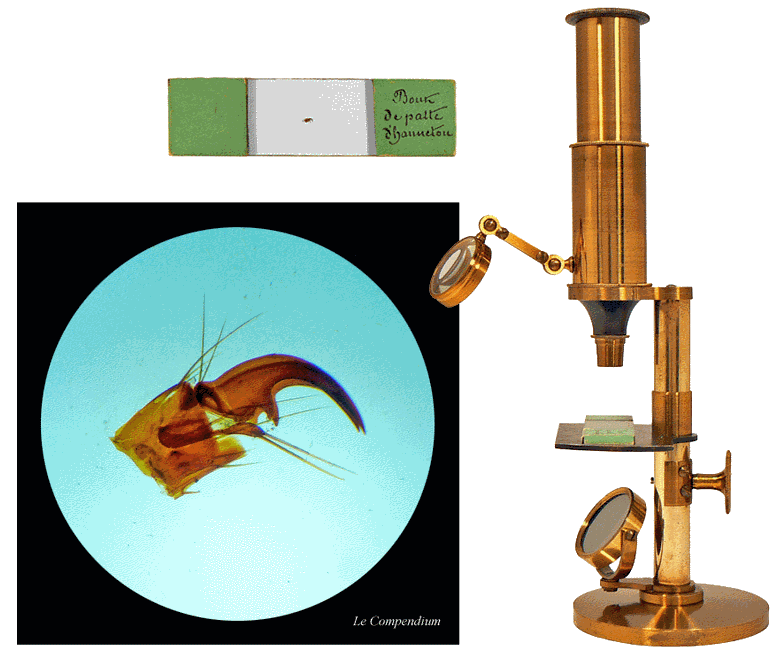 Le Compendium - Microscope à colonne - Microscope droit - Microscope à ...
